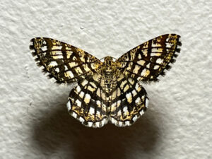 Bersler – Home of OpenLogReplicator